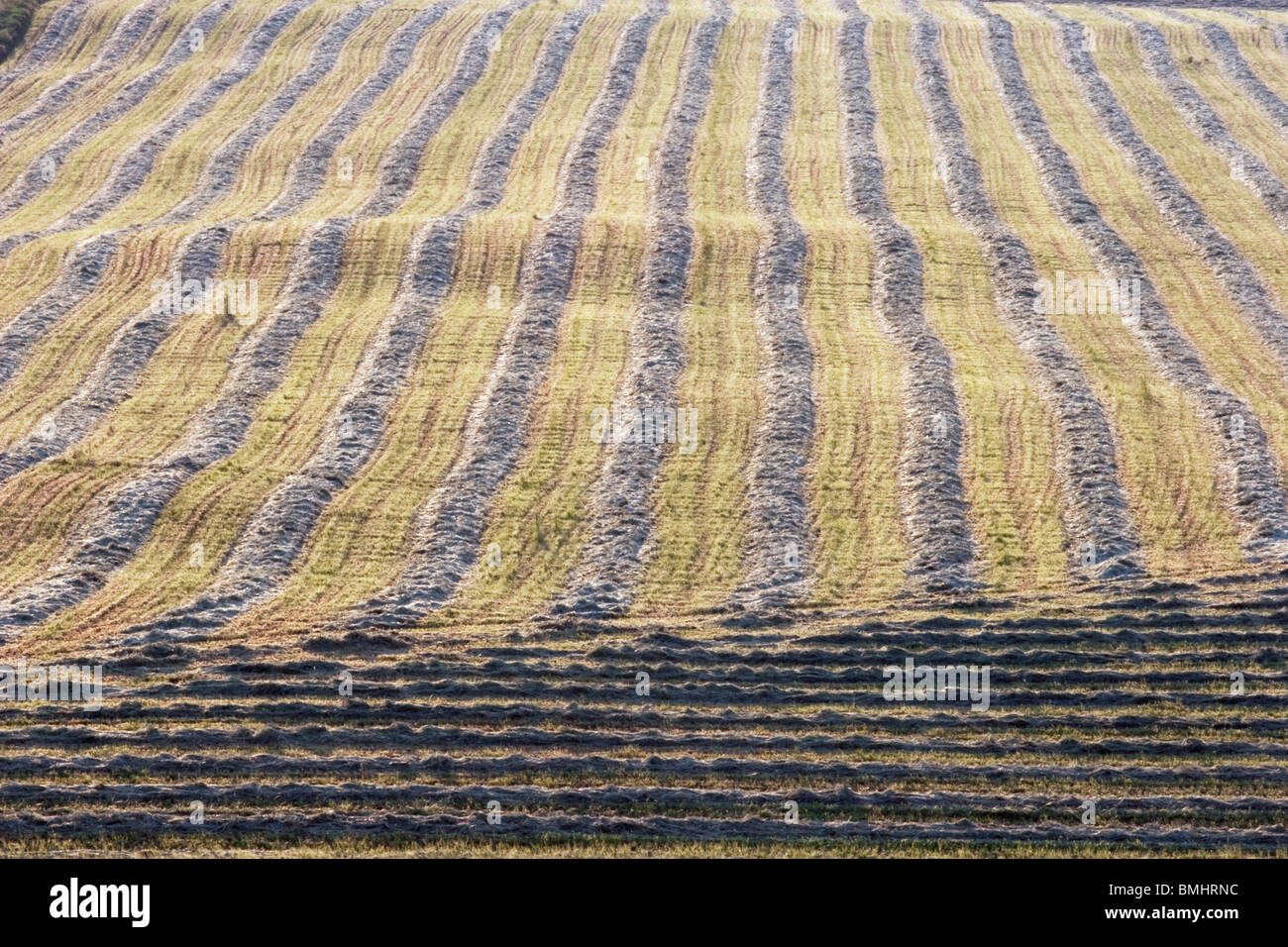 Harvest Lines In Cut Field, Alberta, Canada Stock Photo - Alamy
