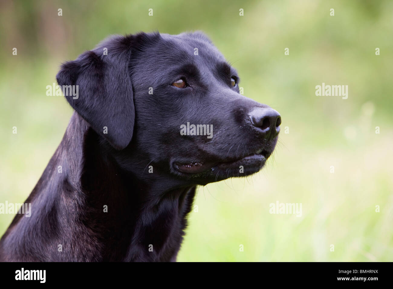 A young black Labrador Retriever working dog Stock Photo - Alamy