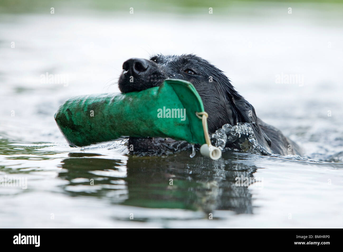 A young black Labrador Retriever working dog Stock Photo - Alamy