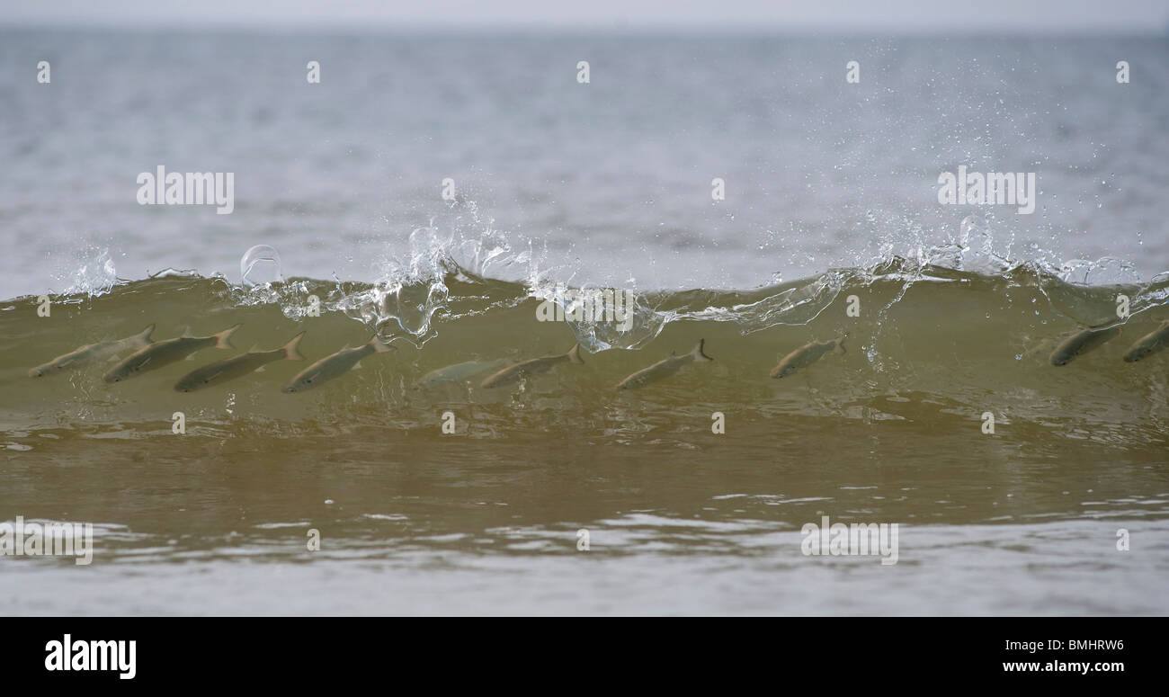 Mackerel fish swimming in sea hi-res stock photography and images - Alamy