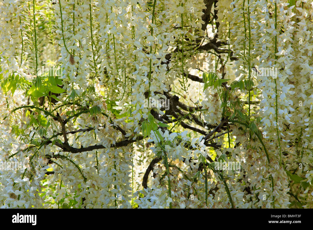 Wisteria Sinensis Alba, Drooping down backlit by the sun Stock Photo ...