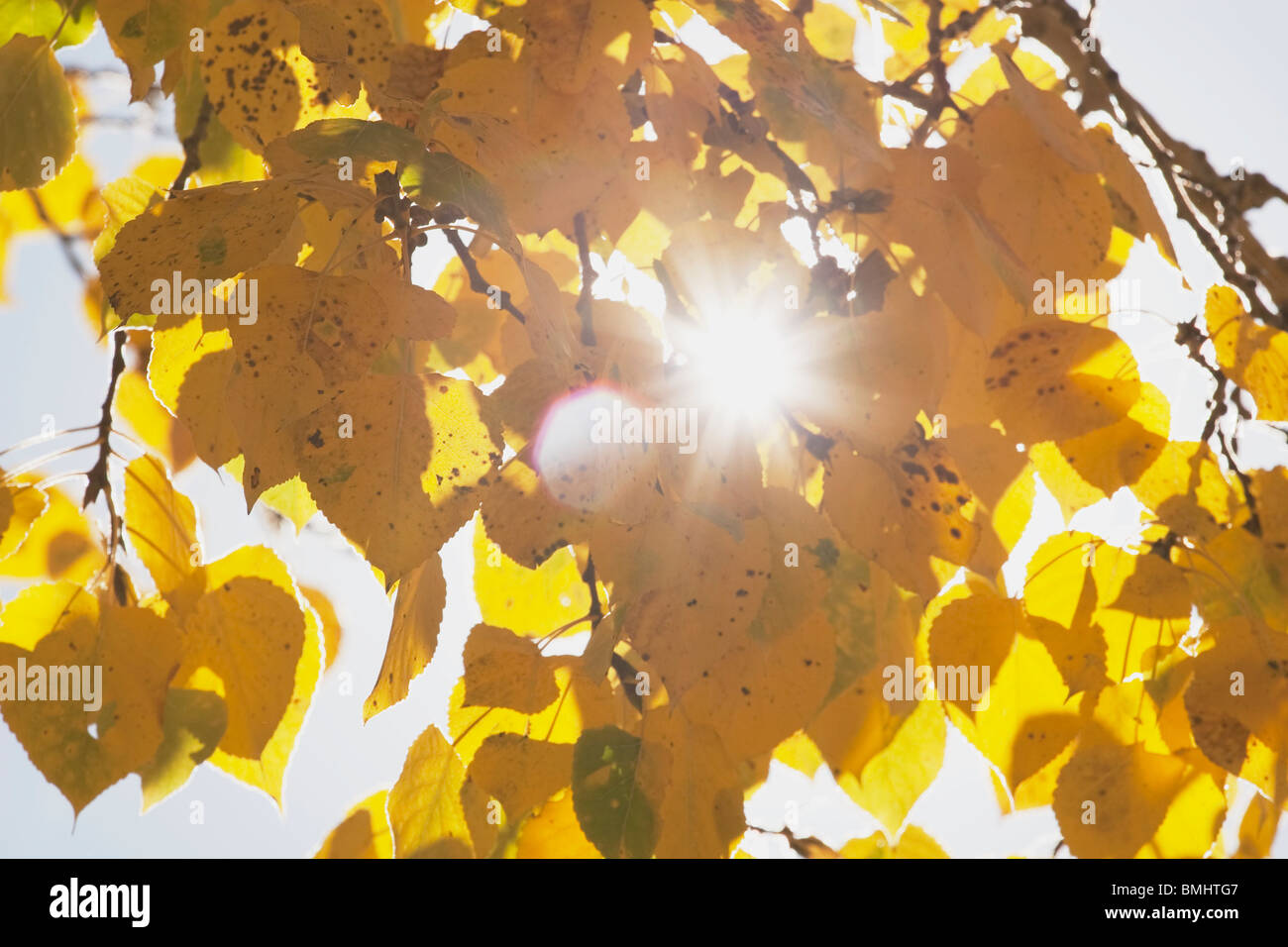 Golden Autumn Leaves On Tree, Calgary, Alberta, Canada Stock Photo - Alamy