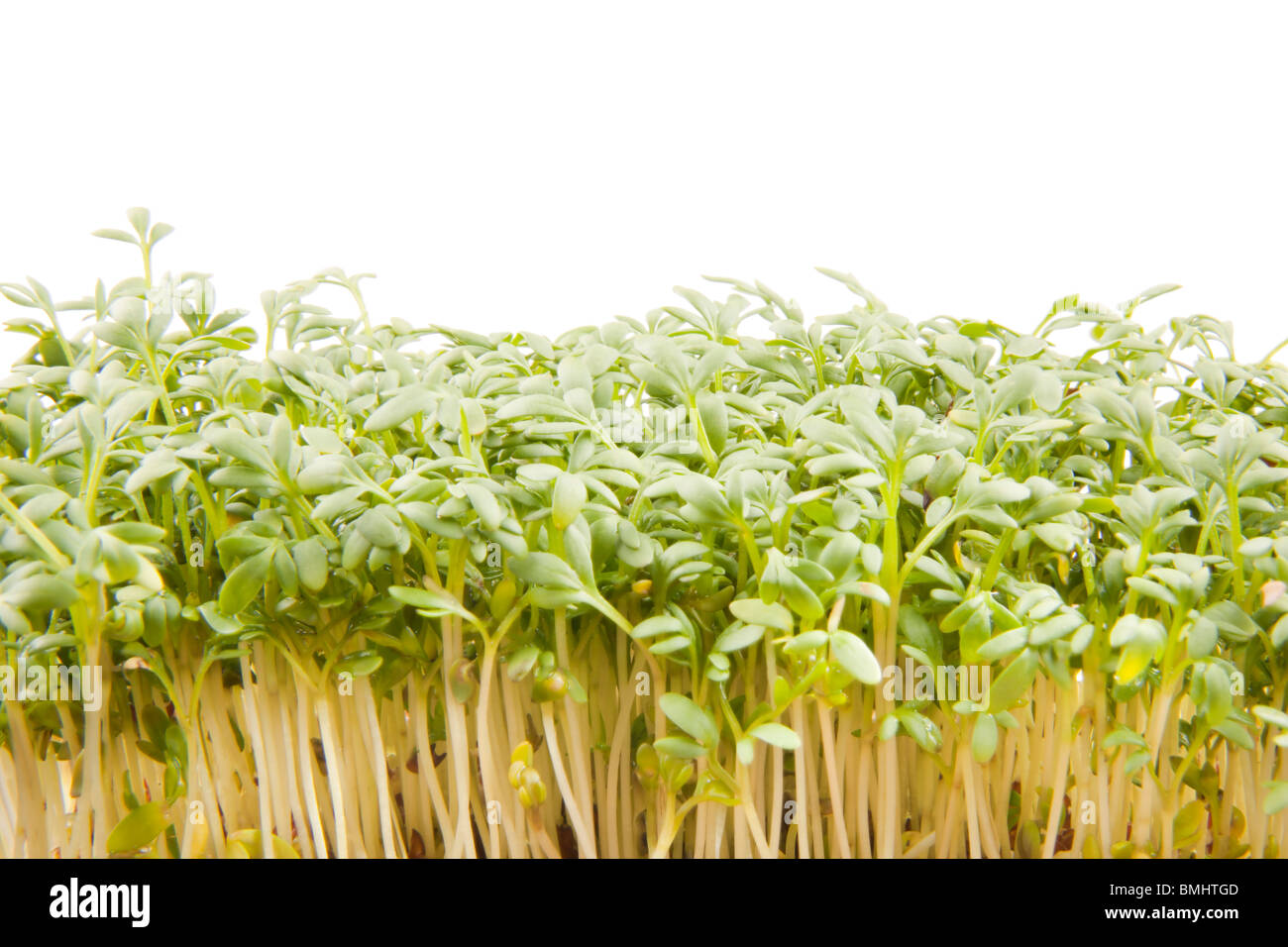 Cress plant cut hi-res stock photography and images - Alamy