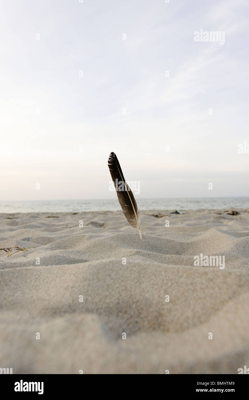 Feathers on beach hi-res stock photography and images - Alamy