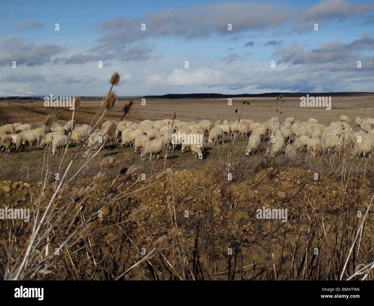 Oveja oveja hi-res stock photography and images - Alamy