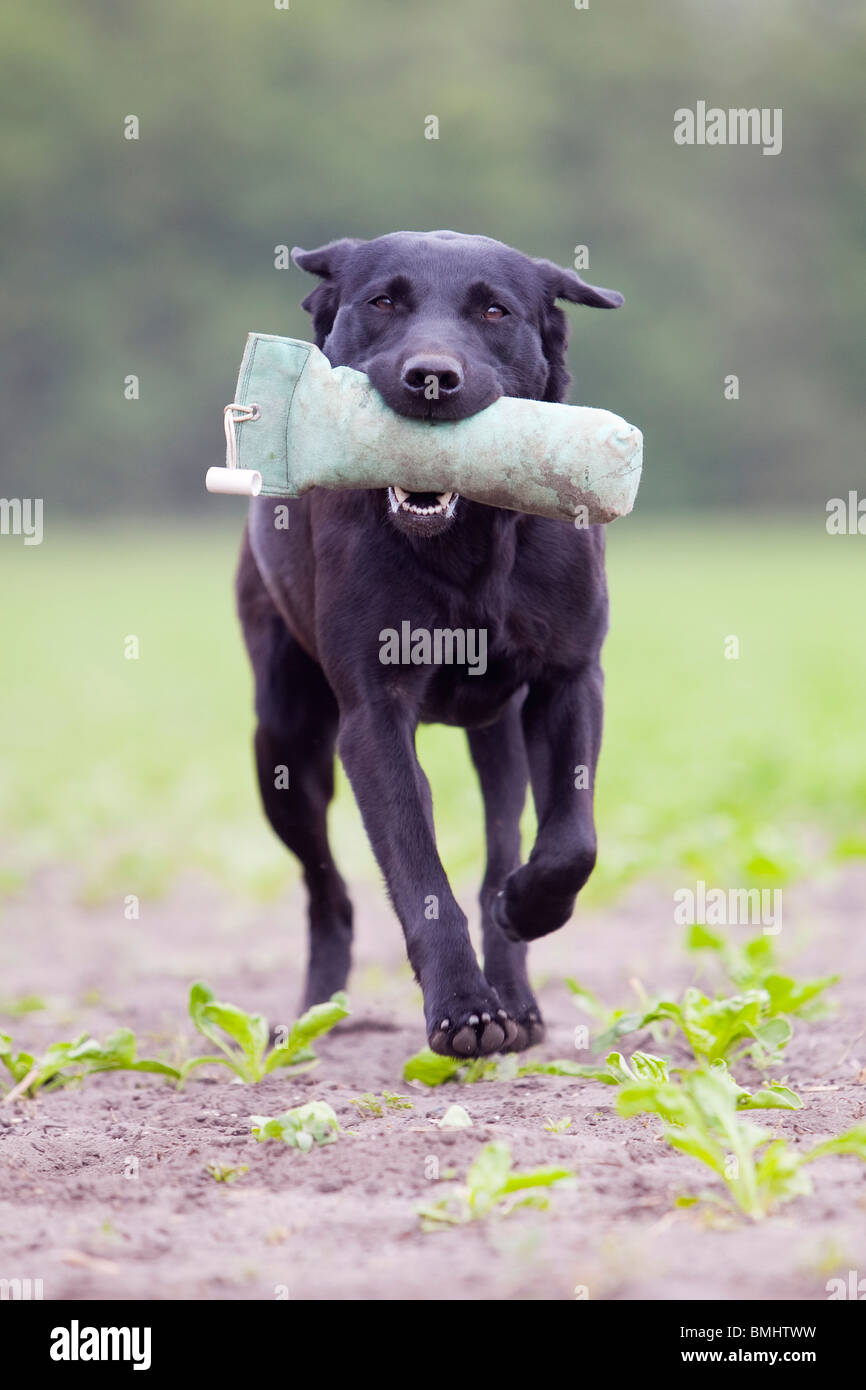 A young black Labrador Retriever working dog Stock Photo - Alamy