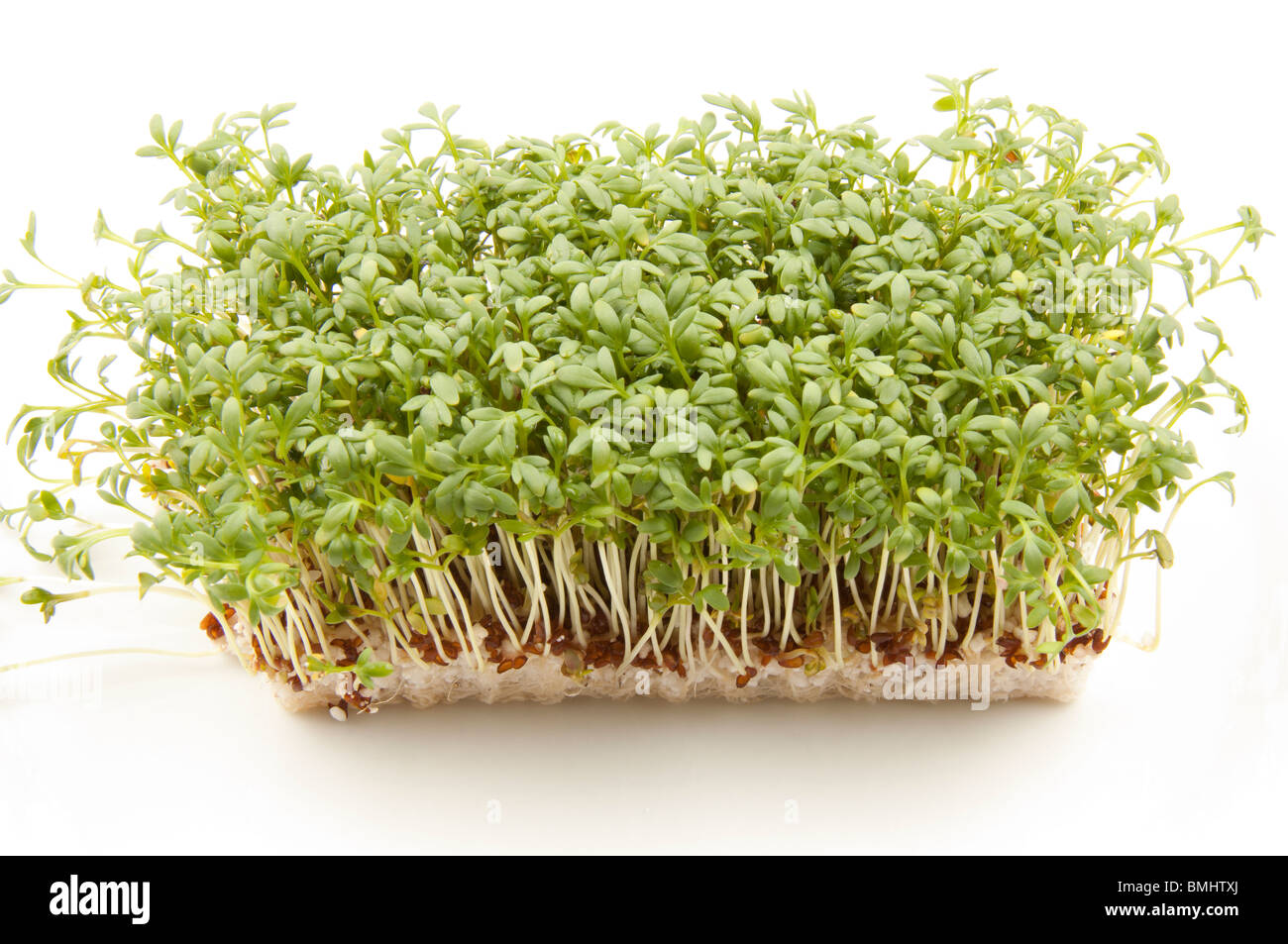 Cress plant cut hi-res stock photography and images - Alamy