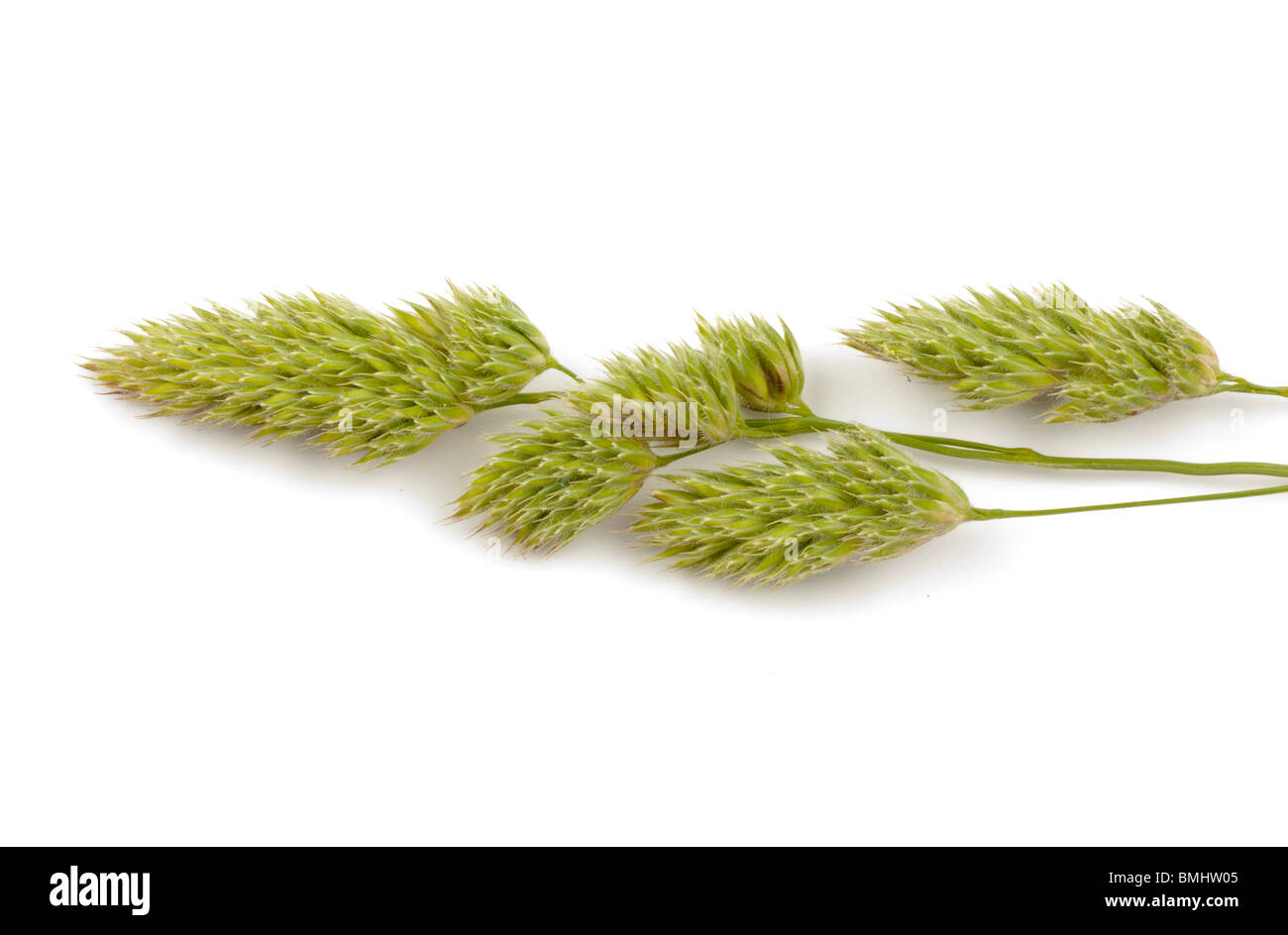 Grass cut out Cut Out Stock Images & Pictures - Alamy
