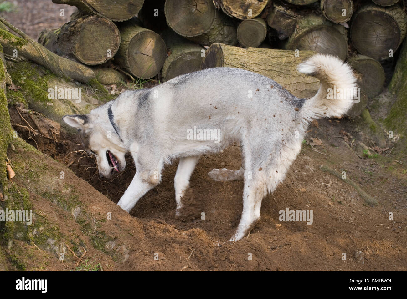 Husky dog digging a hole hi-res stock photography and images - Alamy