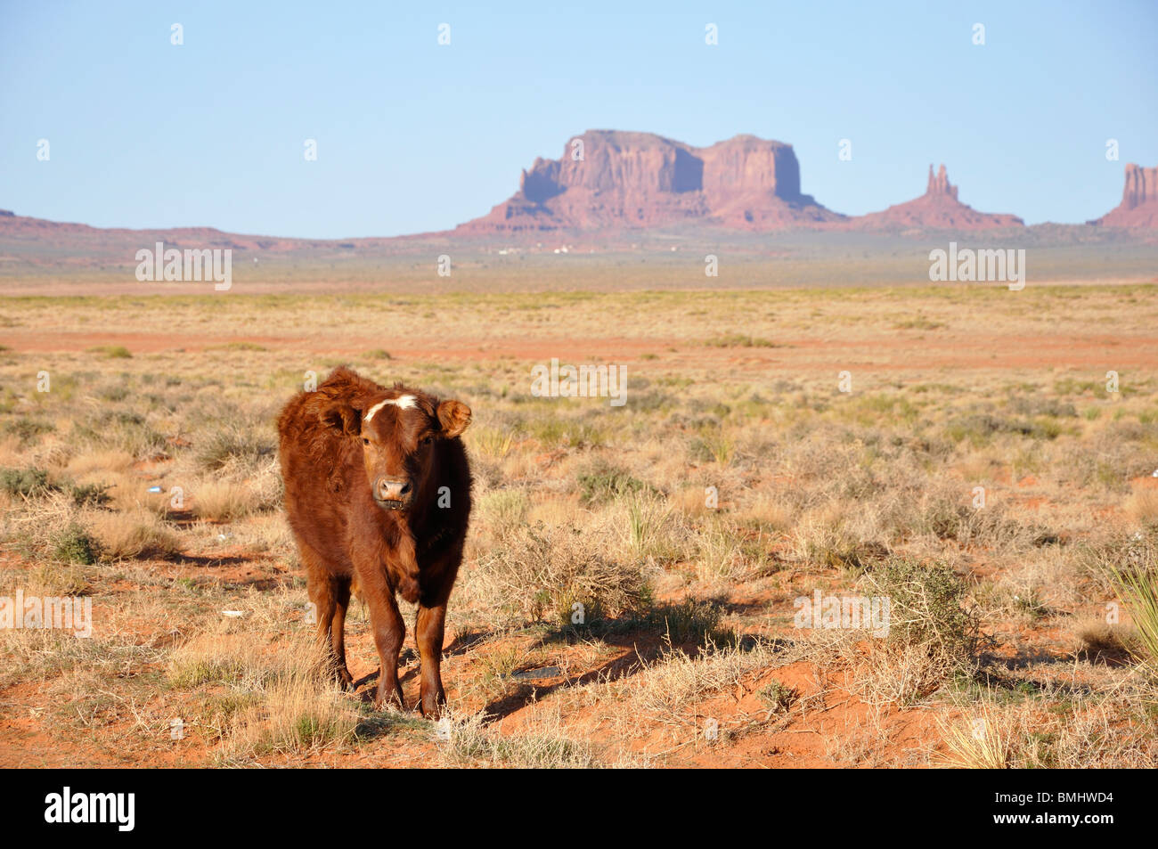 Cow on Navajo Indian's farmland at Monument Valley, Arizona, USA Stock ...