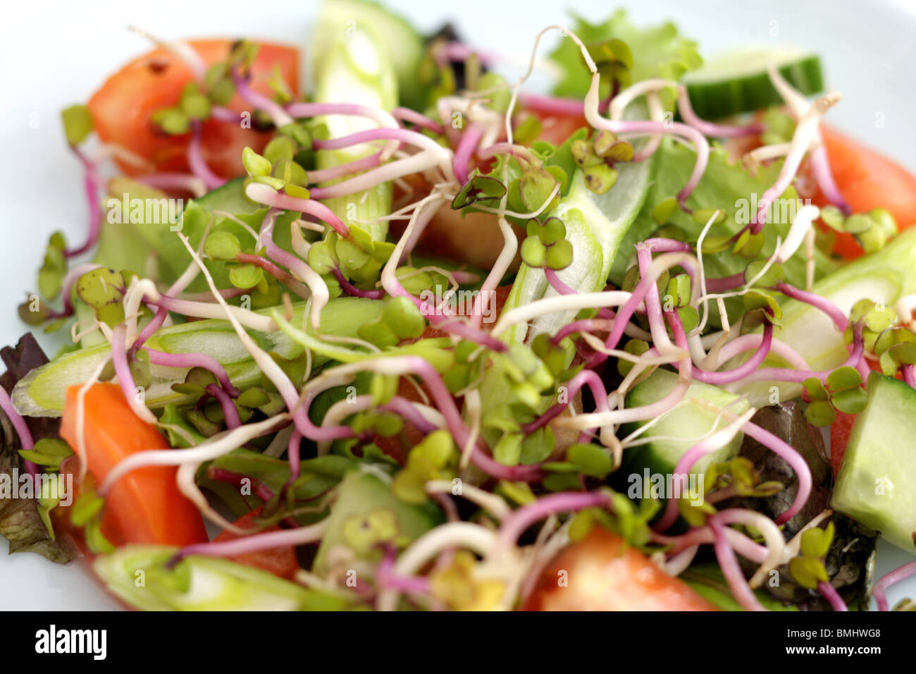 Radish Sprouts Recipes