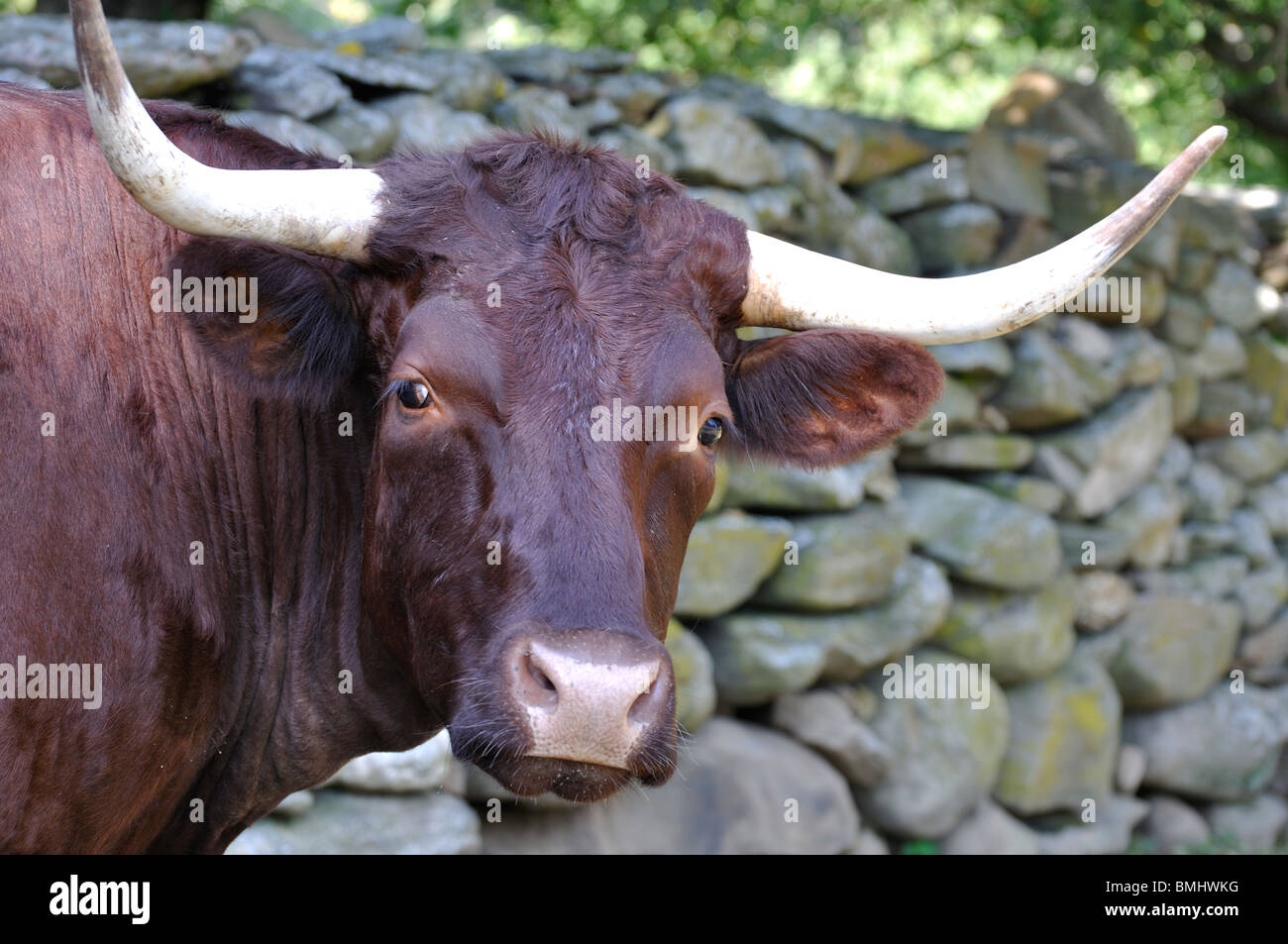 Brown bull with horns hi-res stock photography and images - Alamy
