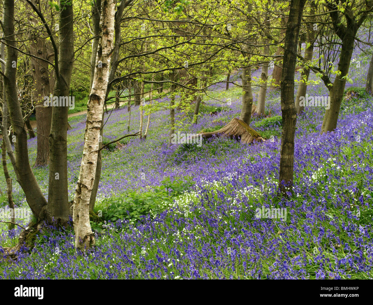 Wild flowers on sloping hillside hi-res stock photography and images ...