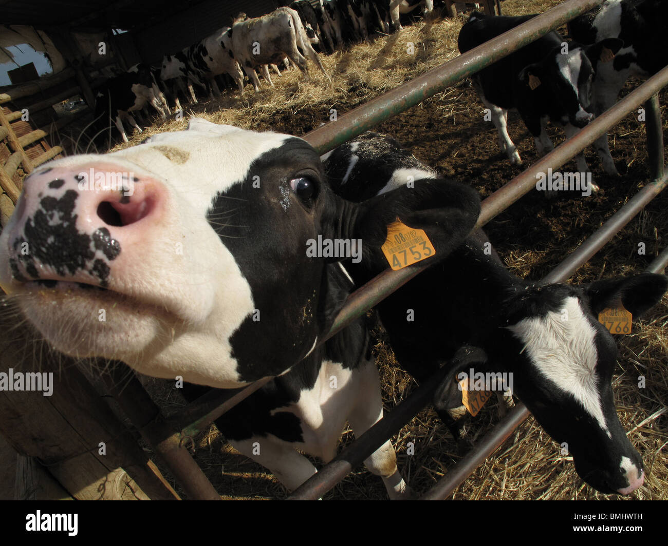 Vaca y ternera. Provincia de Leon. España. CAMINO DE SANTIAGO. Cow and ...