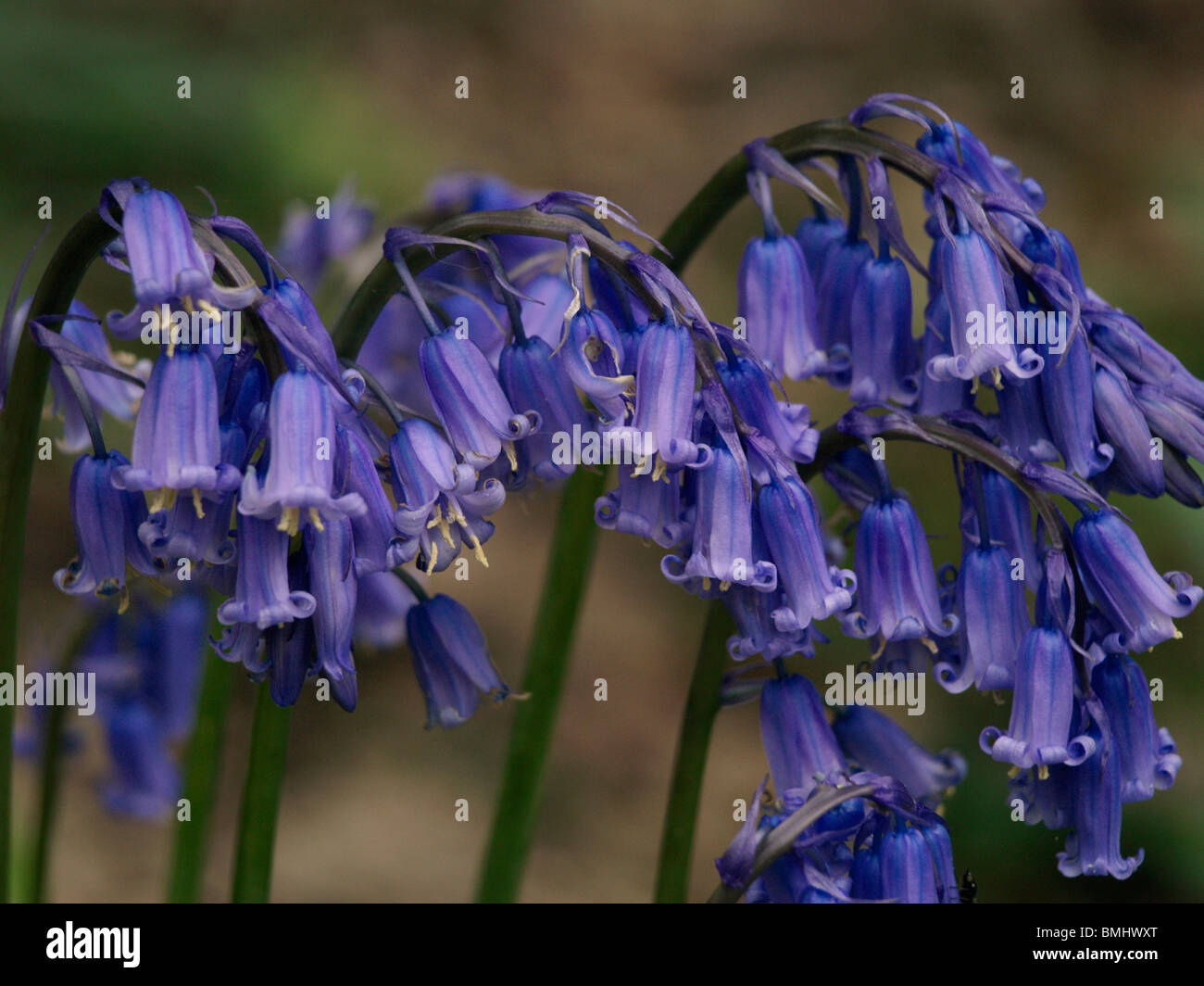 A close up of a group of English Bluebells Stock Photo - Alamy
