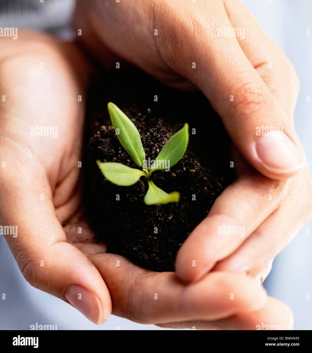 Sapling in hands Stock Photo - Alamy