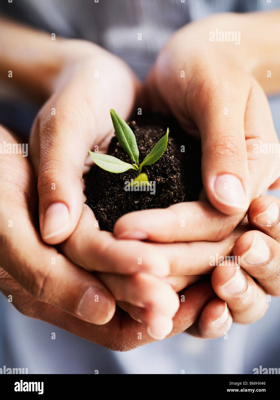 Sapling in hands Stock Photo - Alamy