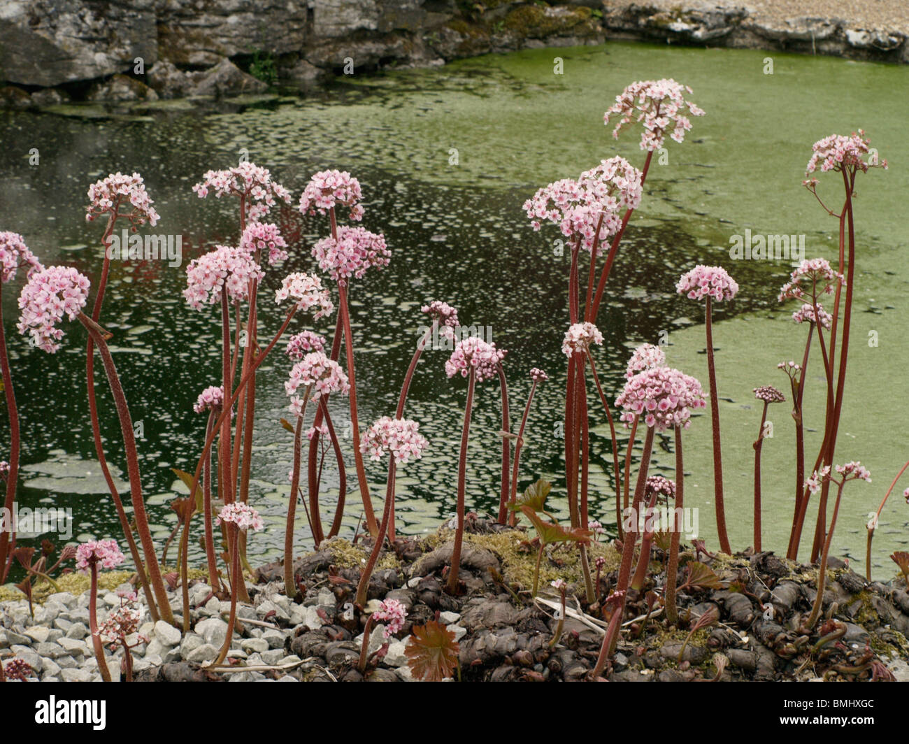 Indian Rhubarb Umbrella plant against the background of a pond Stock ...