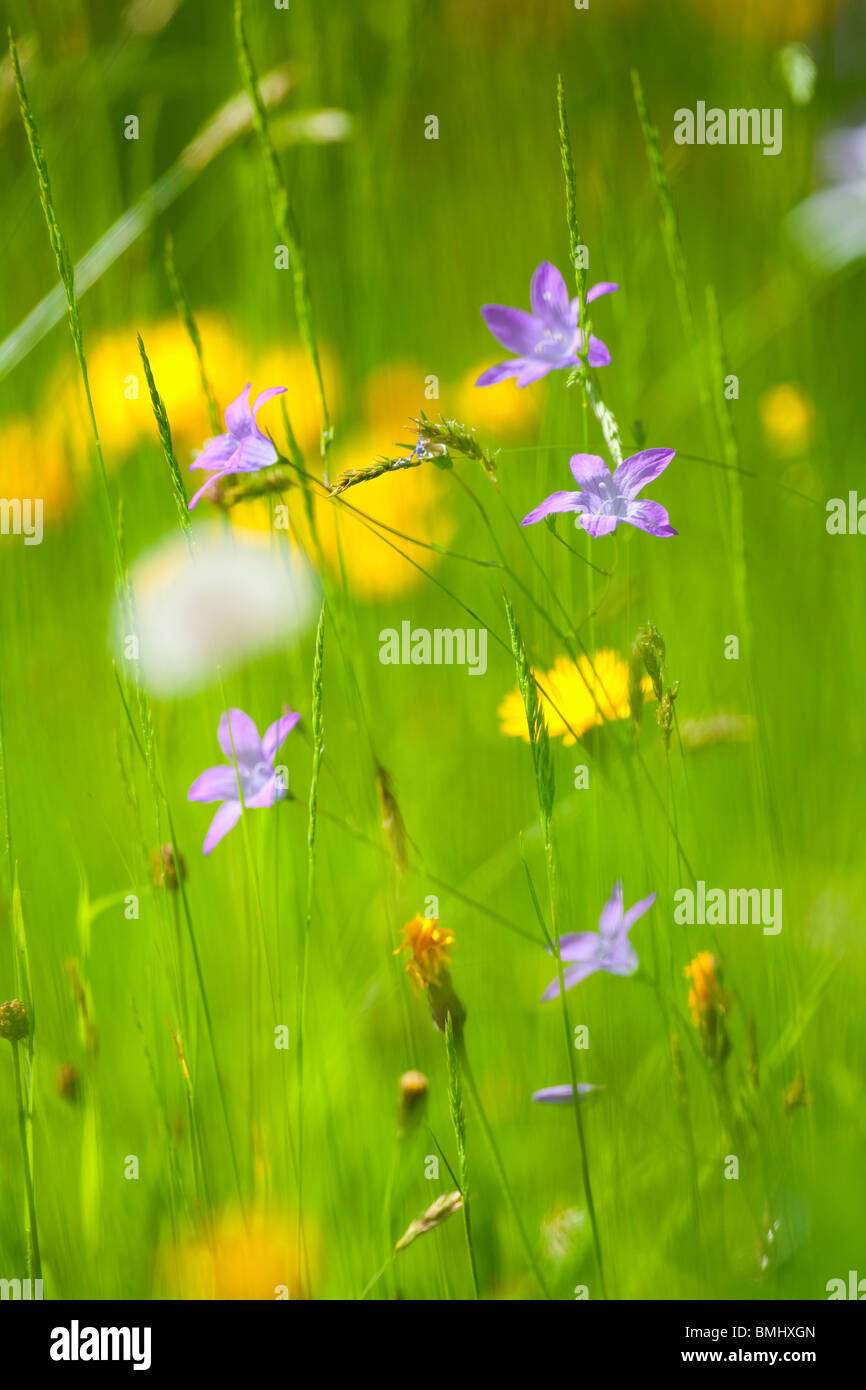spring wild flowers in lush green garden - short depth of field Stock ...