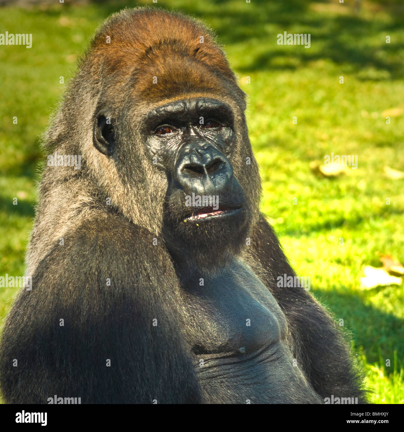 Ape maschio hi-res stock photography and images - Alamy