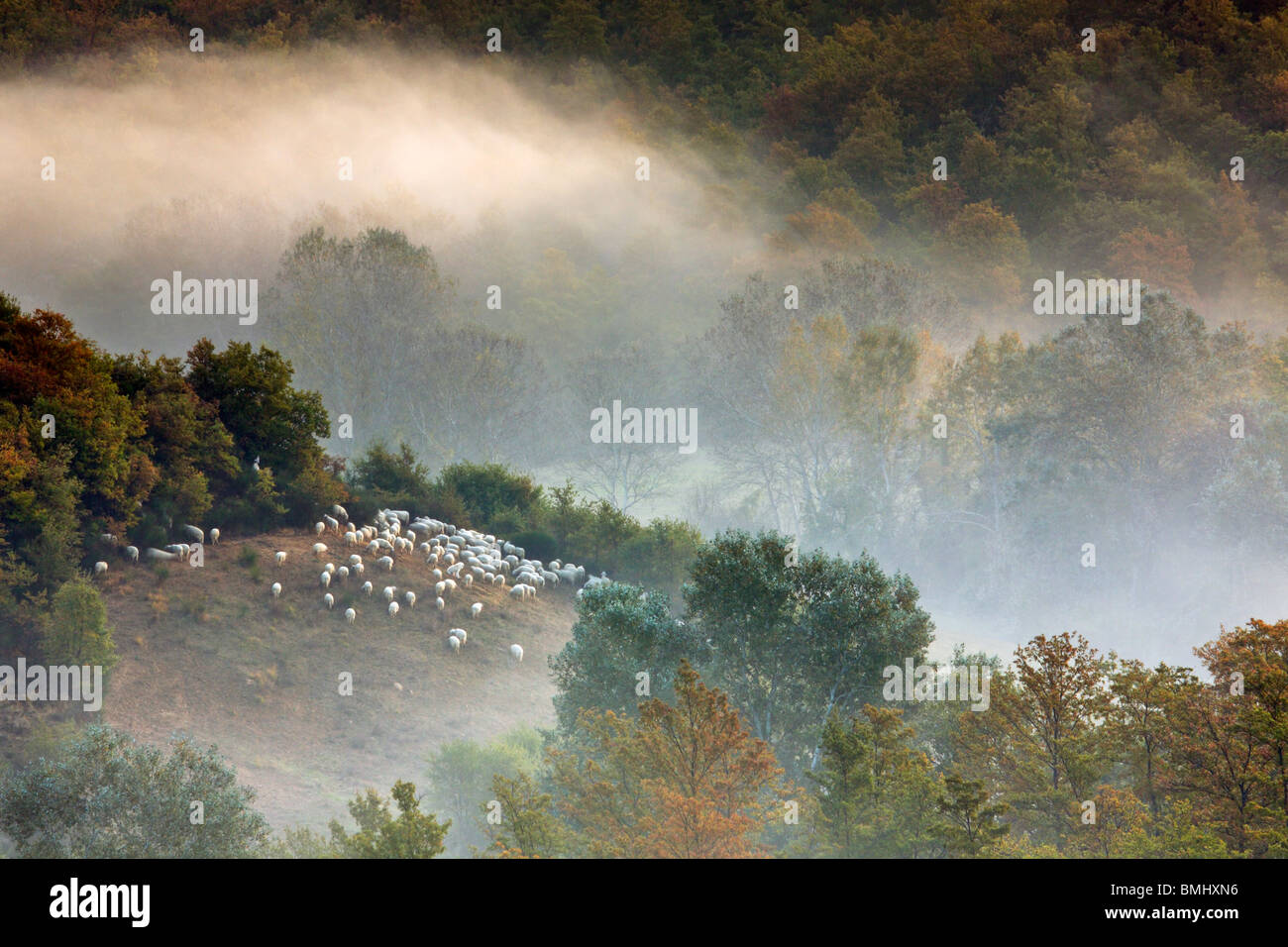 Tuscany sheep mist trees italy hi-res stock photography and images - Alamy