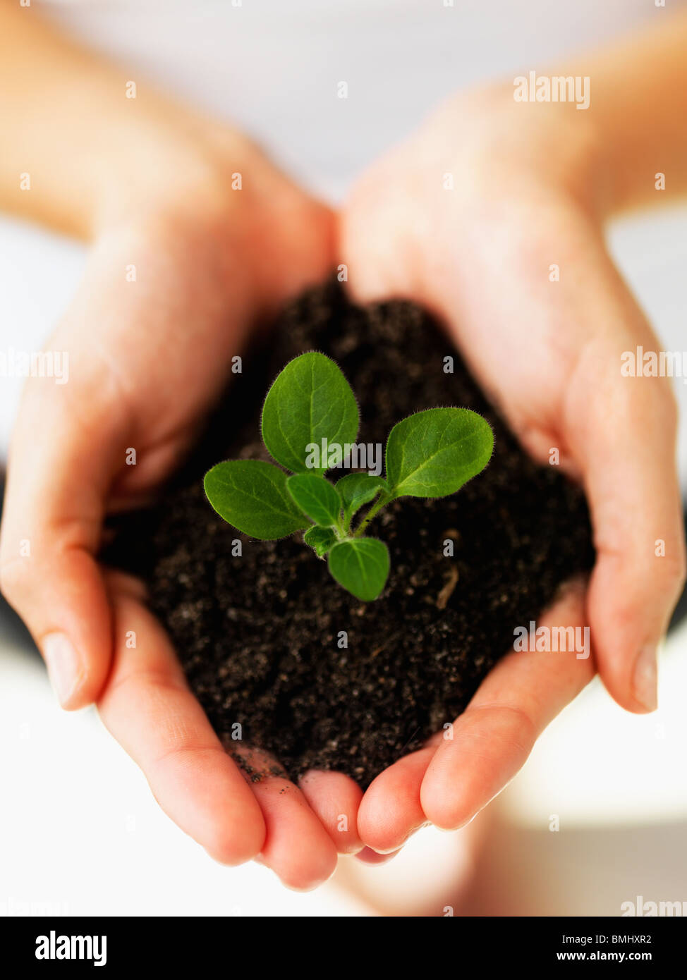 Hands holding sapling Stock Photo - Alamy