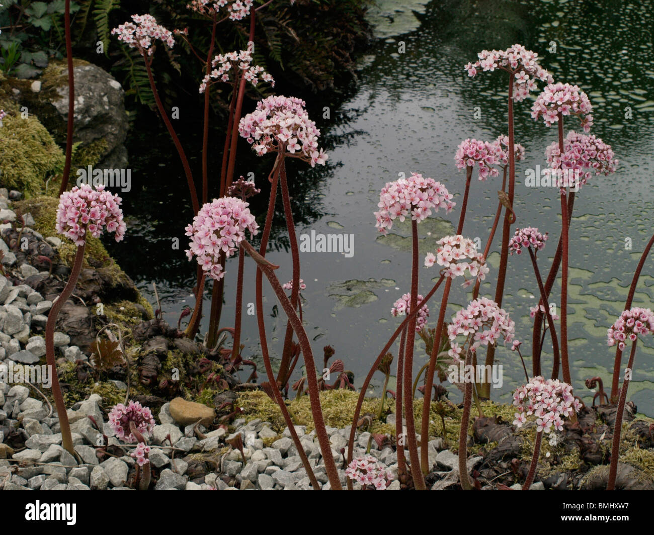 Indian Rhubarb Umbrella plant with a background of a pond Stock Photo ...