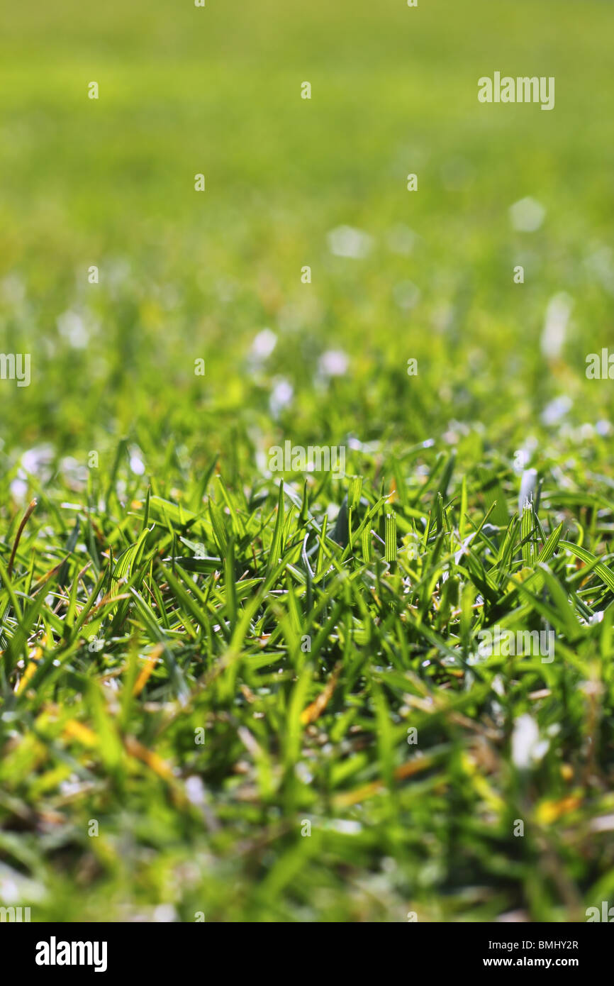 Green turf perspective hi-res stock photography and images - Alamy