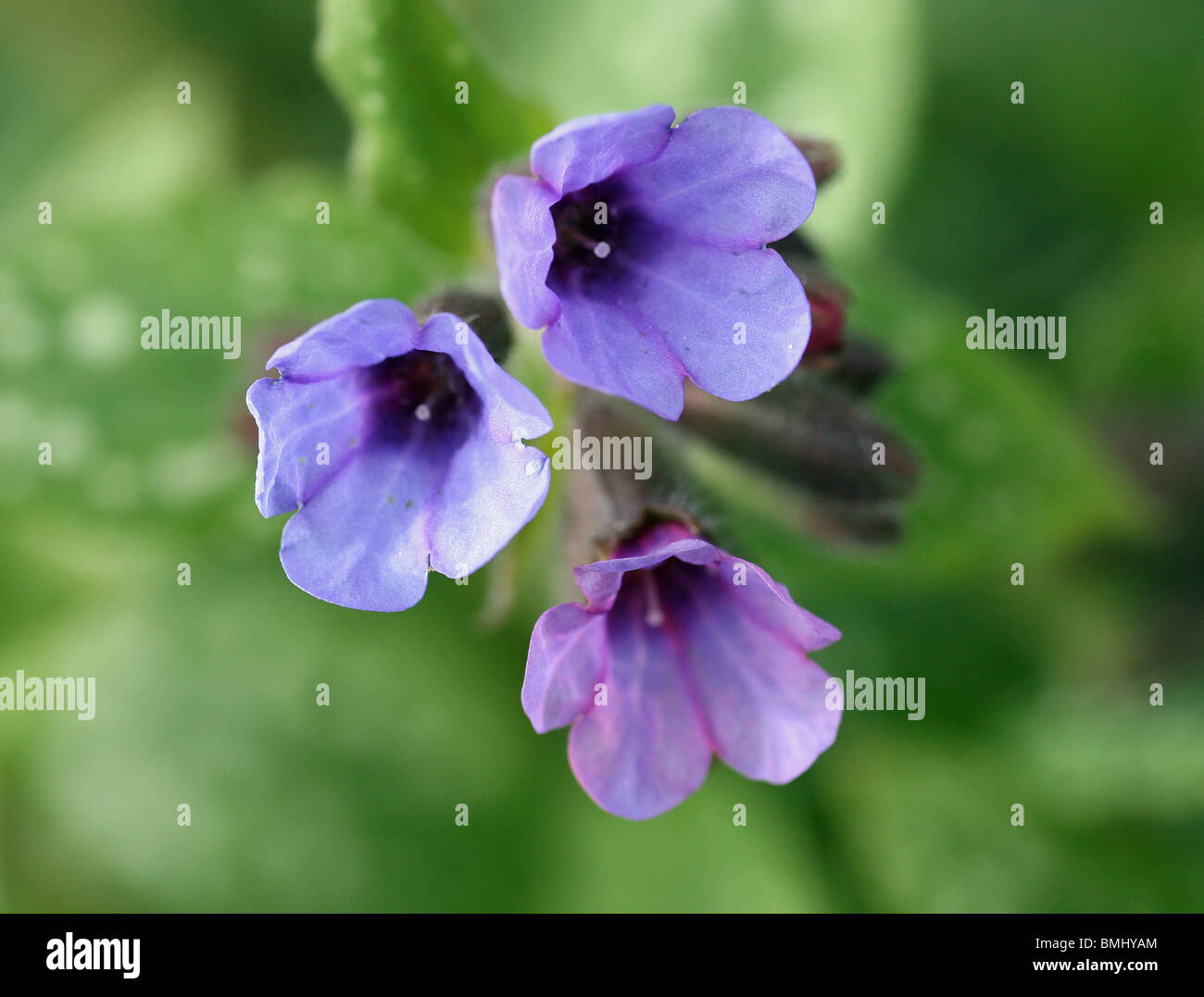 A purple lilac Pulmonaria flower in close up Stock Photo - Alamy
