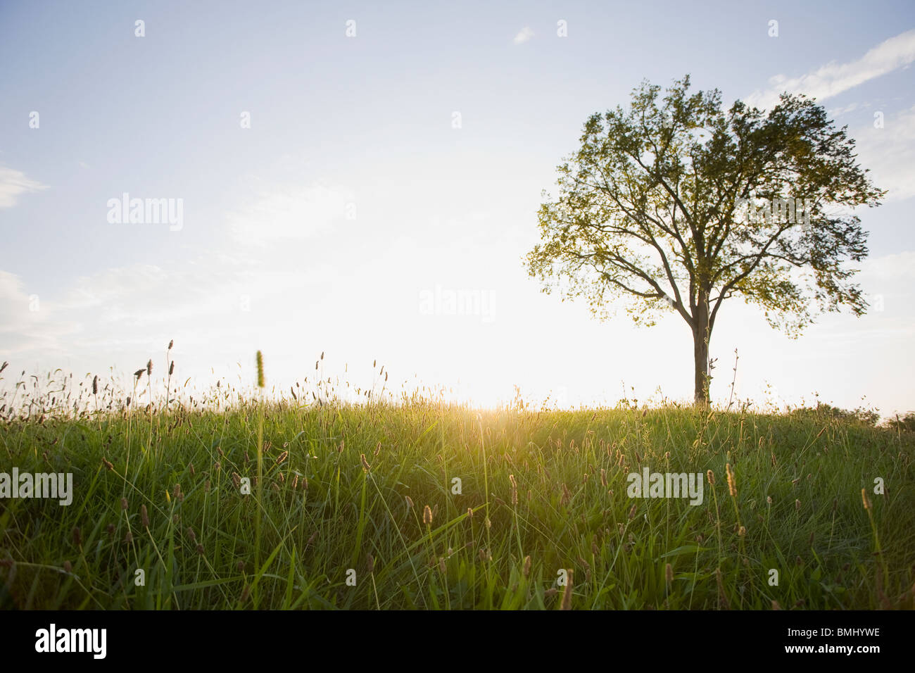 Field at sunset Stock Photo - Alamy