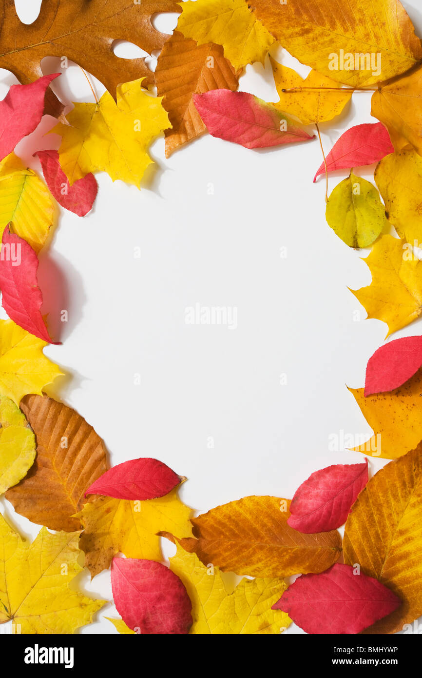 Circle of autumn leaves Stock Photo - Alamy