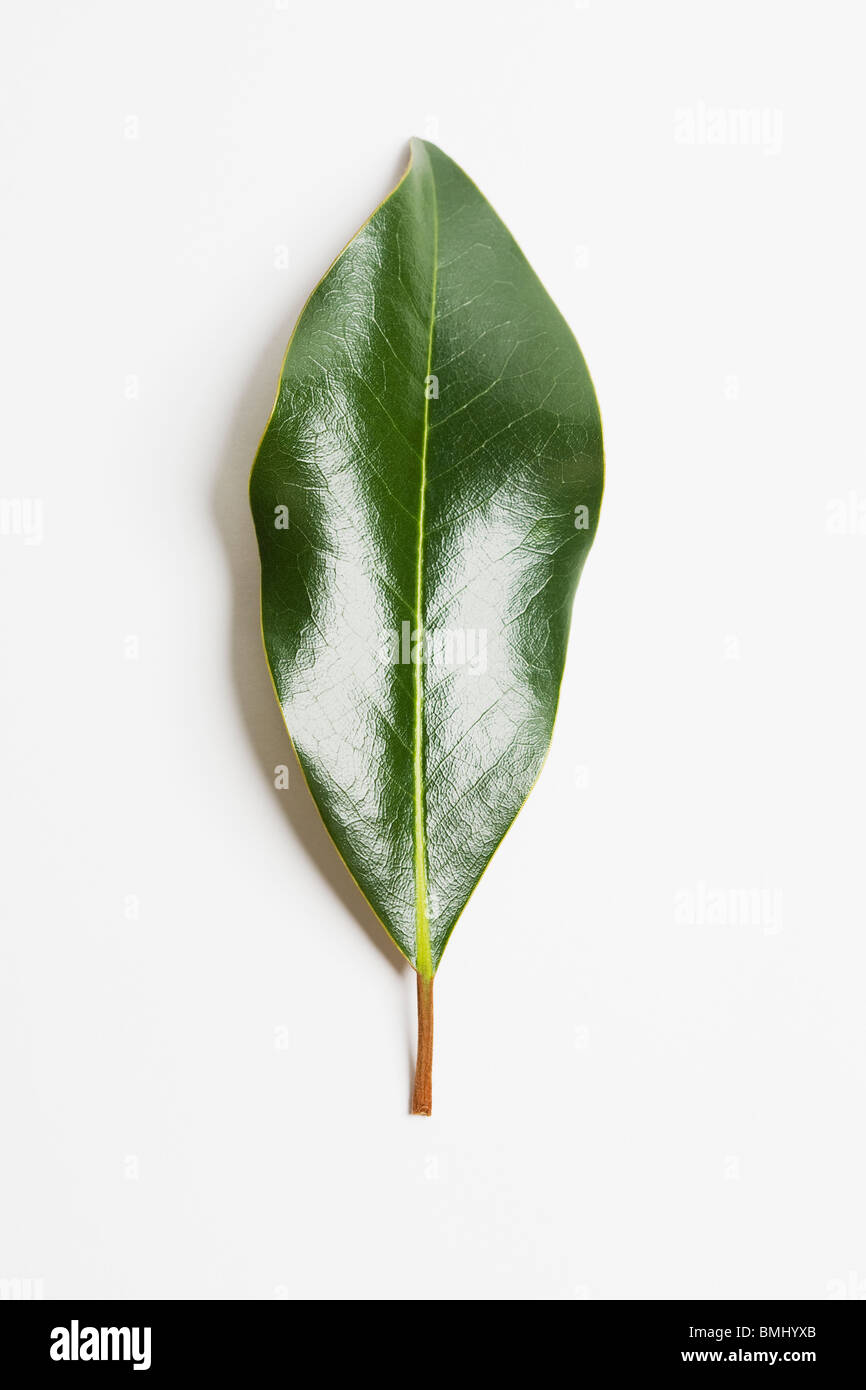 Green magnolia leaf Stock Photo - Alamy