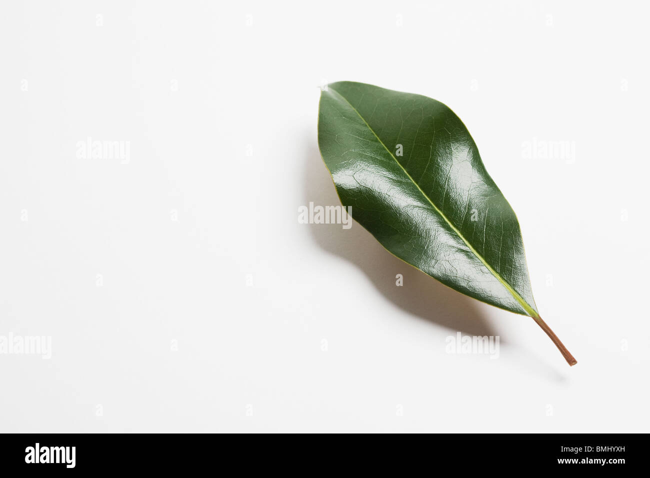 Green magnolia leaf Stock Photo - Alamy