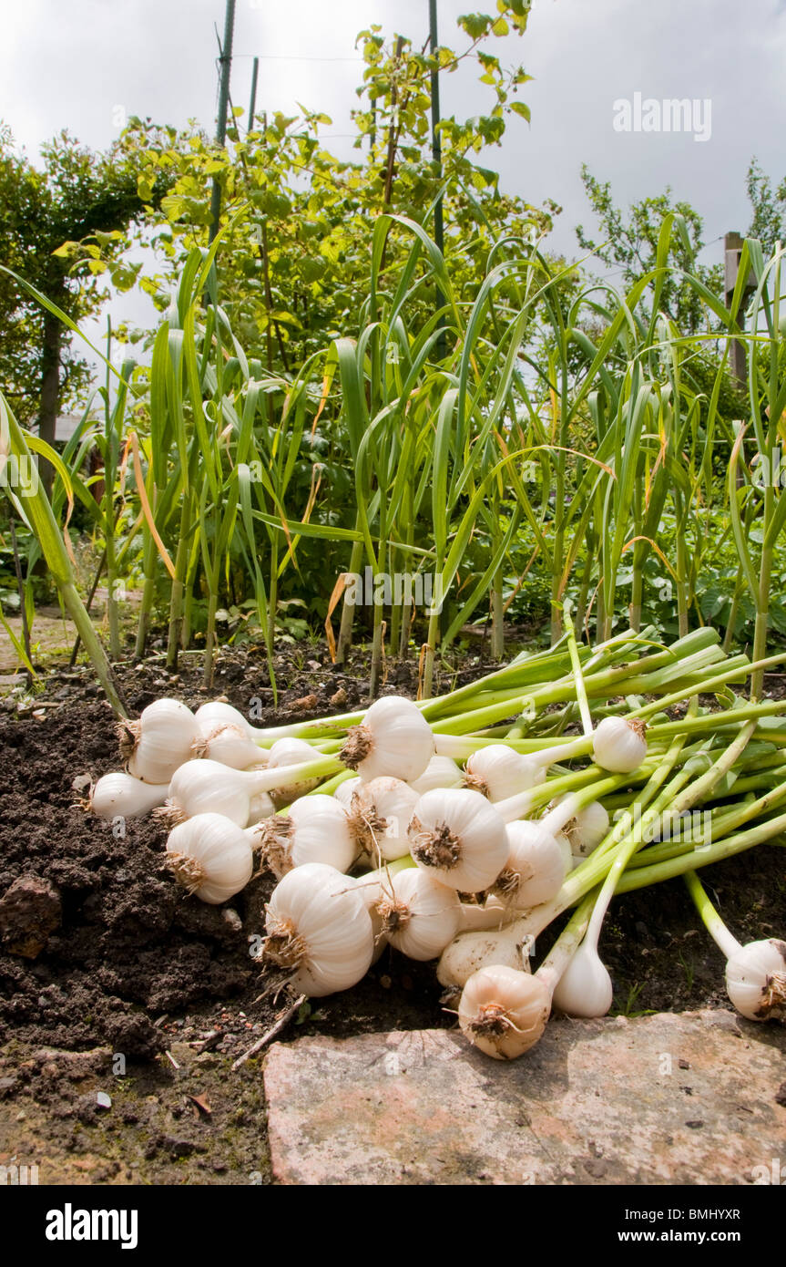 Garlic harvest england hi-res stock photography and images - Alamy