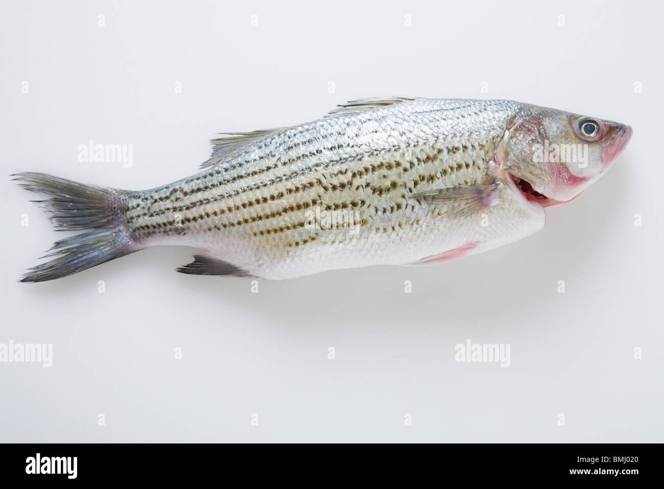 Striped bass hi-res stock photography and images - Alamy