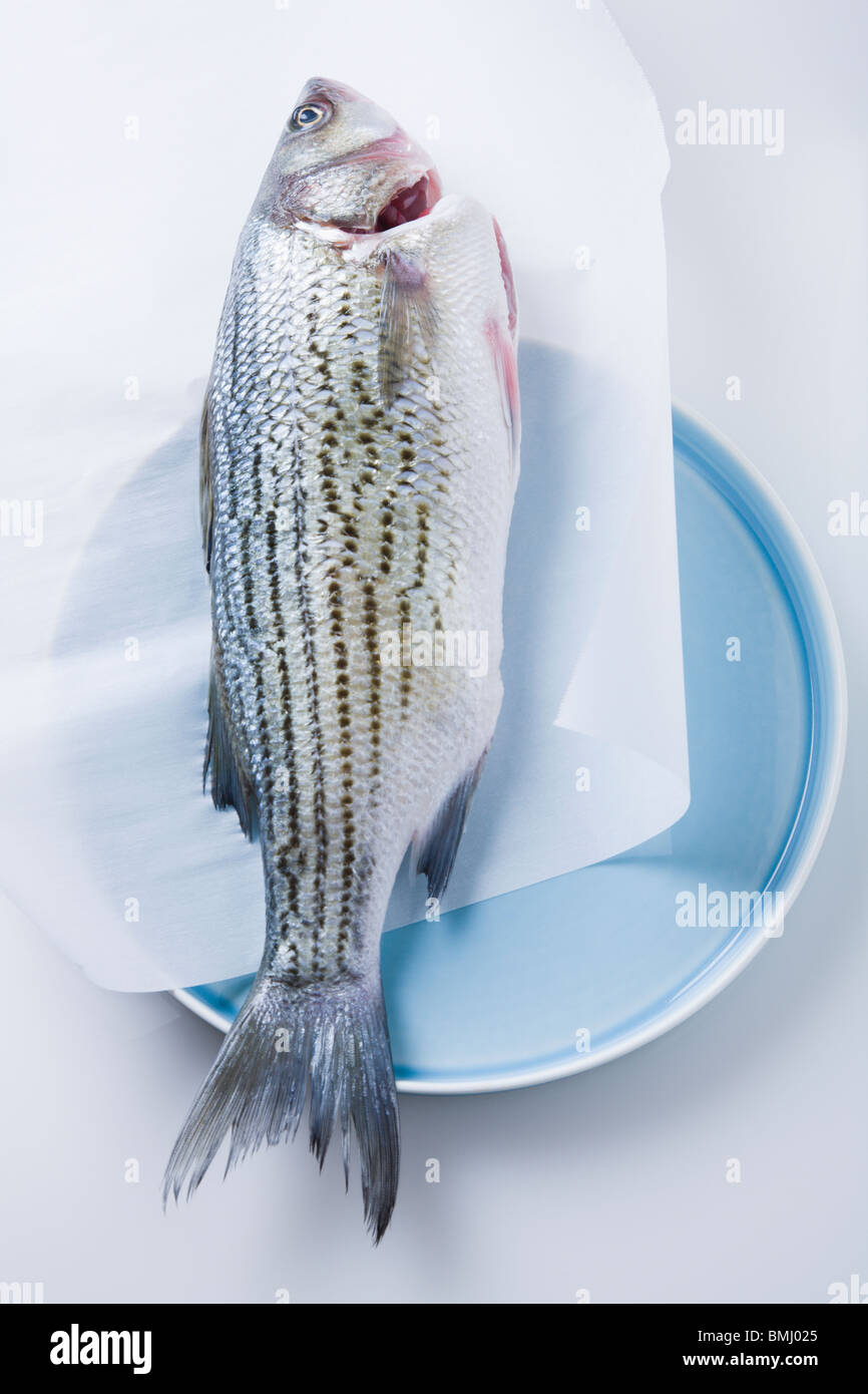 Whole striped bass fish on plate Stock Photo - Alamy