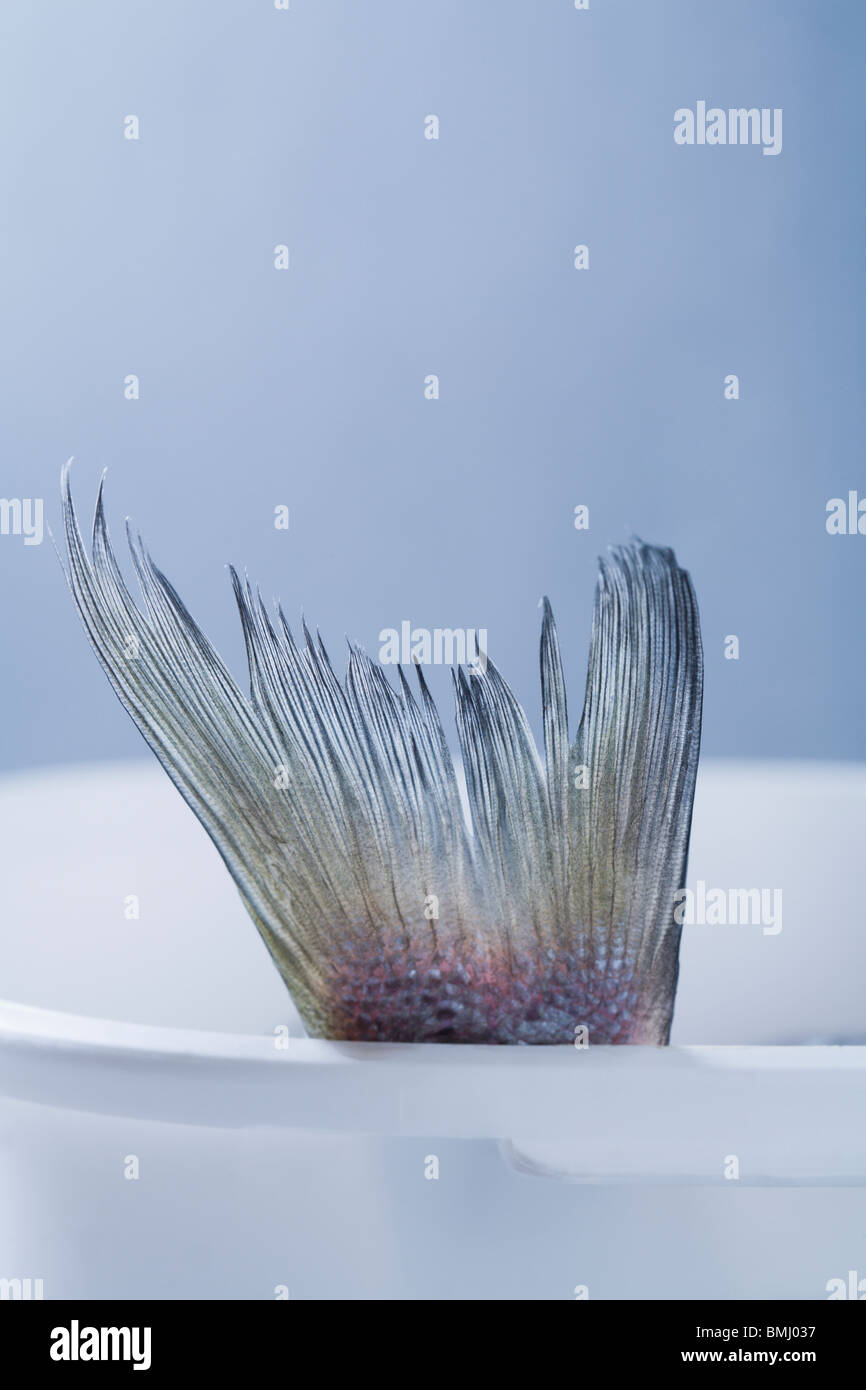 Tail of striped bass fish Stock Photo - Alamy