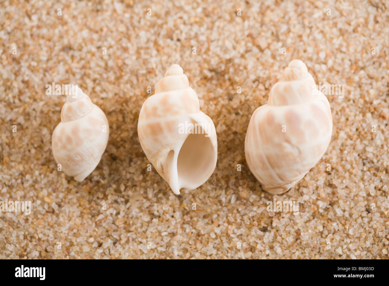 Smallest shell hi-res stock photography and images - Alamy