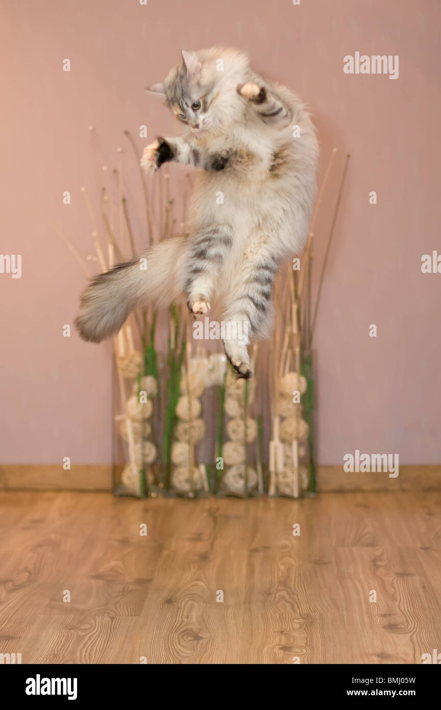 Flying cat jumping hi-res stock photography and images - Alamy