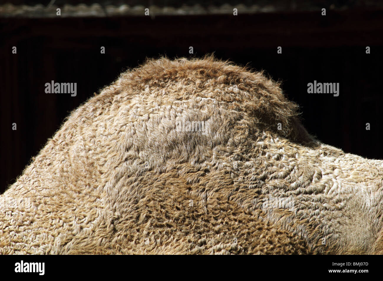 CLOSE UP OF A CAMEL HUMP HORIZONTAL BLACK BACKGROUND BDB11527 Stock ...