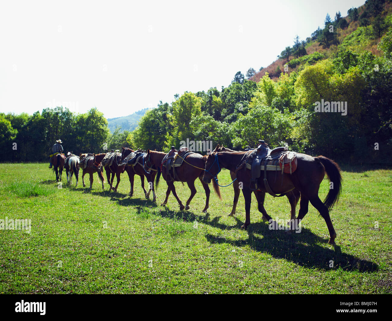 Horses walking in a line Stock Photo - Alamy