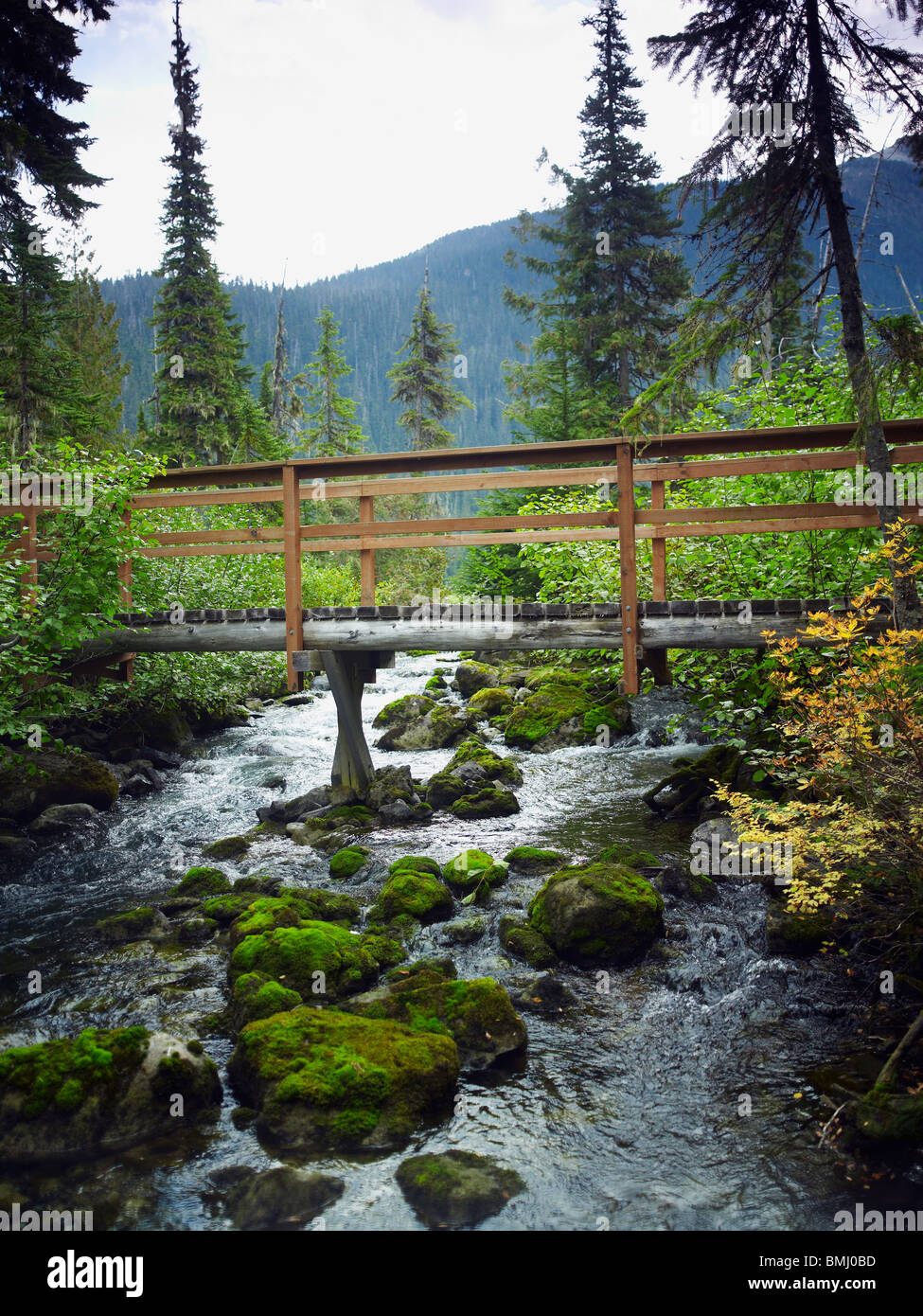 Bridge in forest Stock Photo - Alamy