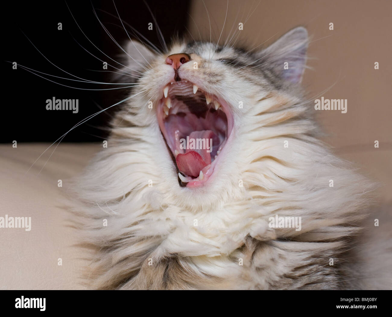 Siamese cat yawning hi-res stock photography and images - Alamy