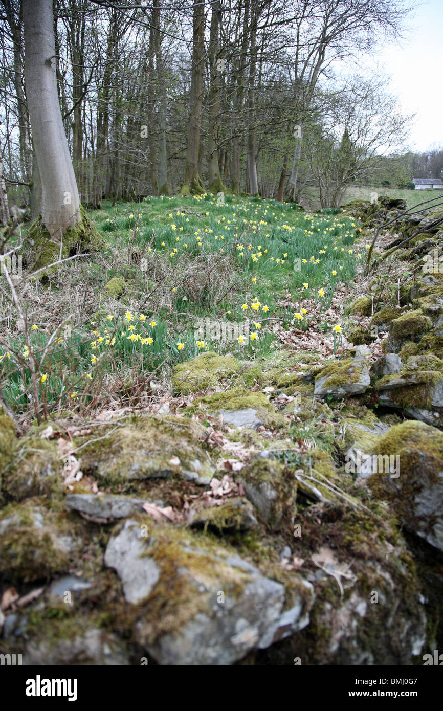 Wild Daffodils in a wood in the English Lake District at Great ...