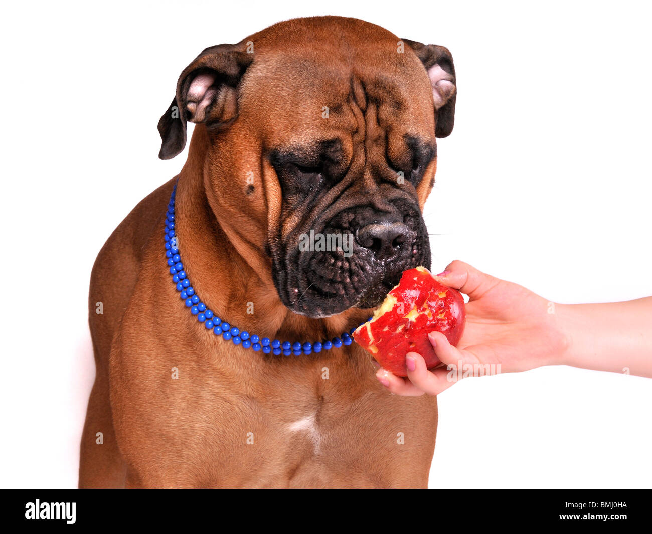 Dog eating apple Cut Out Stock Images & Pictures - Alamy