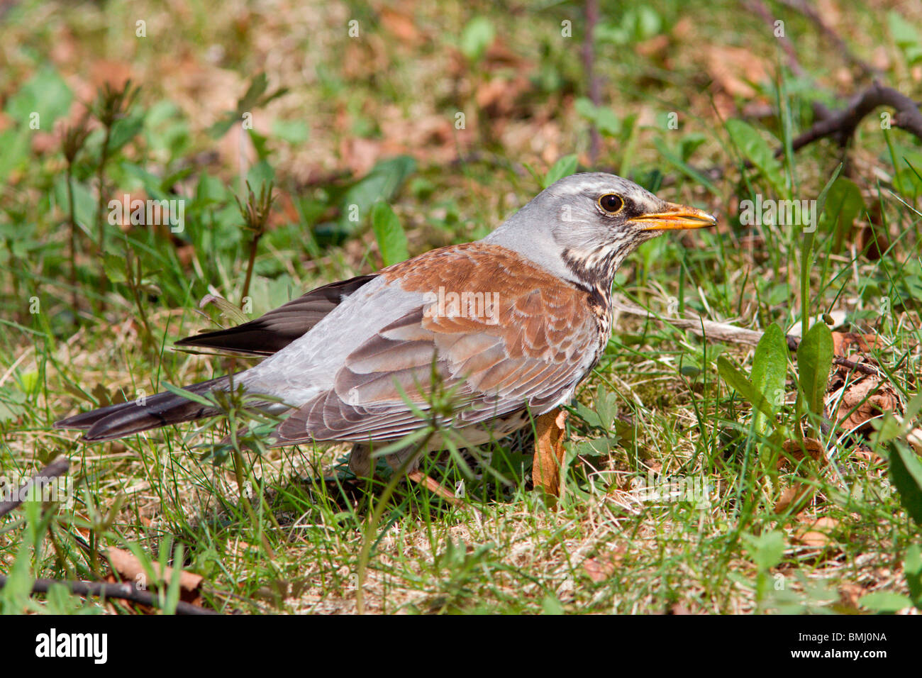 Finland arboretum hi-res stock photography and images - Alamy