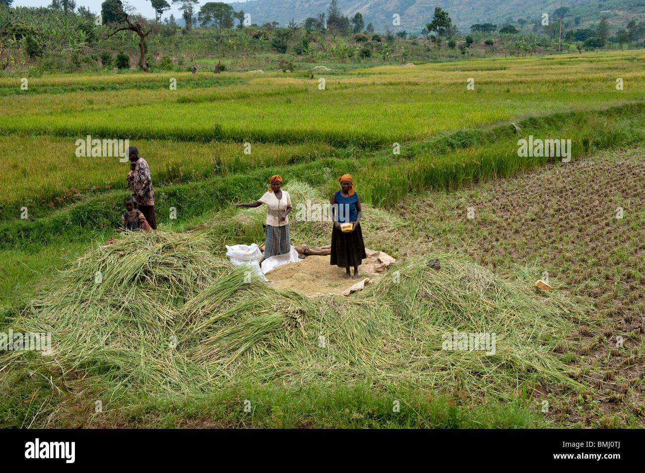 Women harvesting rice crop hi-res stock photography and images - Alamy