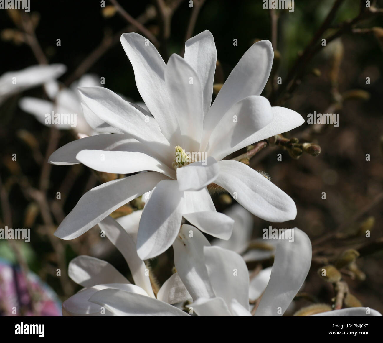A white Magnolia flower Stock Photo - Alamy