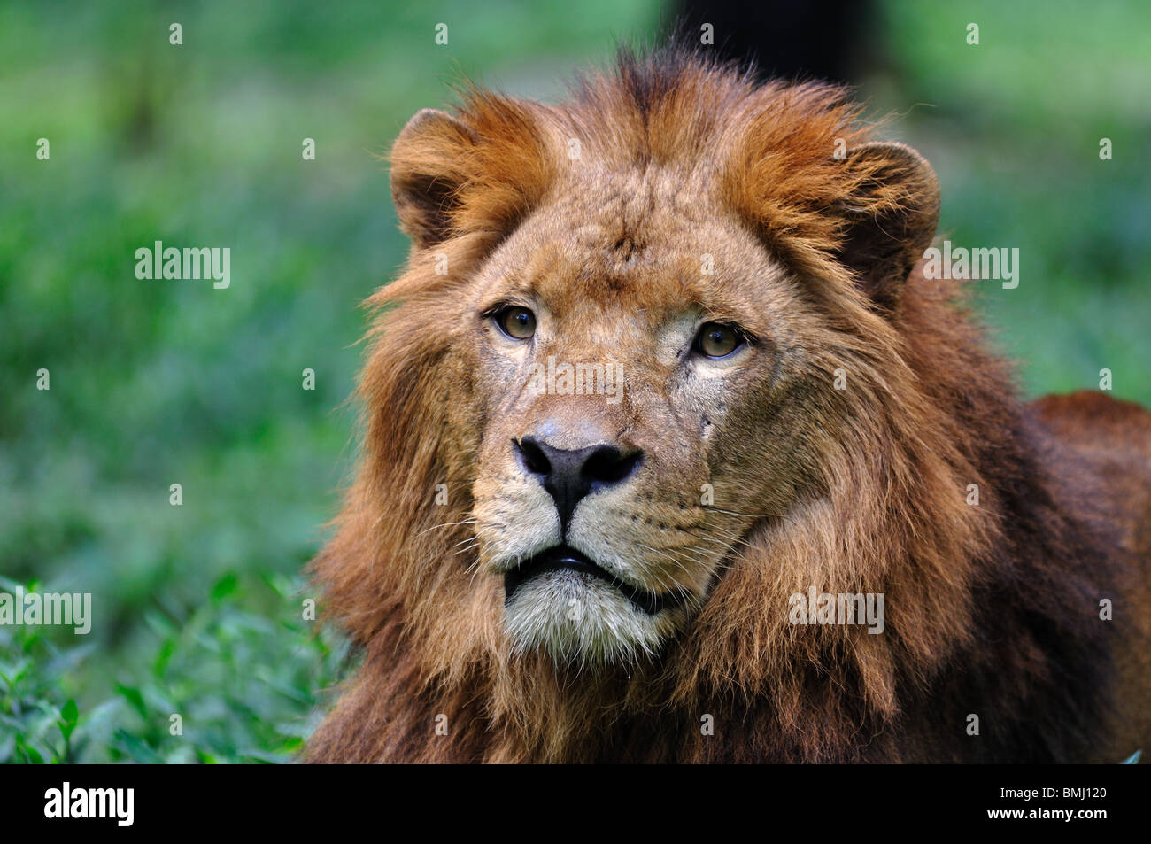 Lion panthera leo is a species in the family felidae hi-res stock ...
