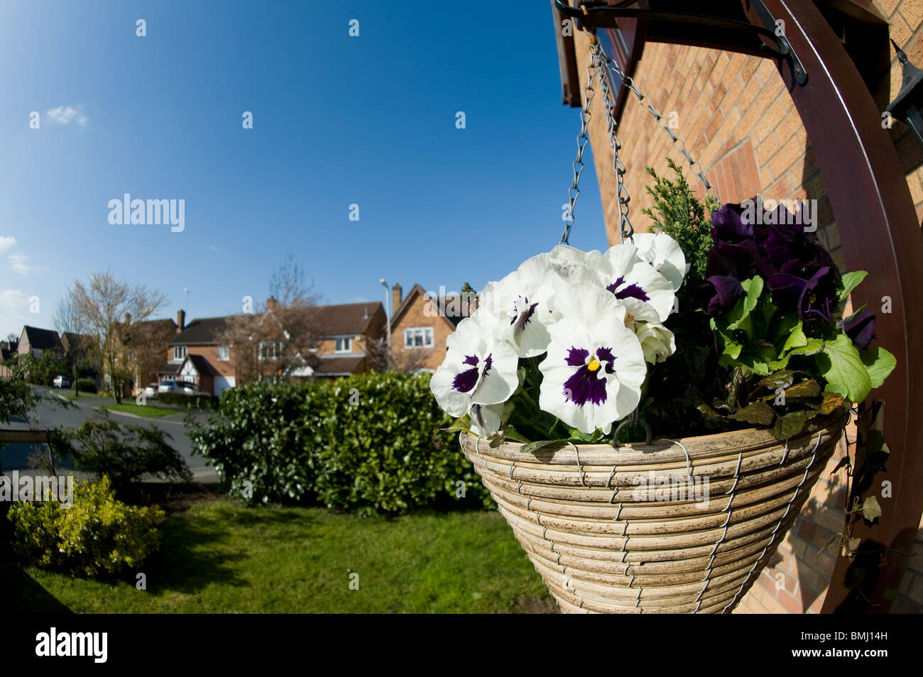 Pansy basket hi-res stock photography and images - Alamy
